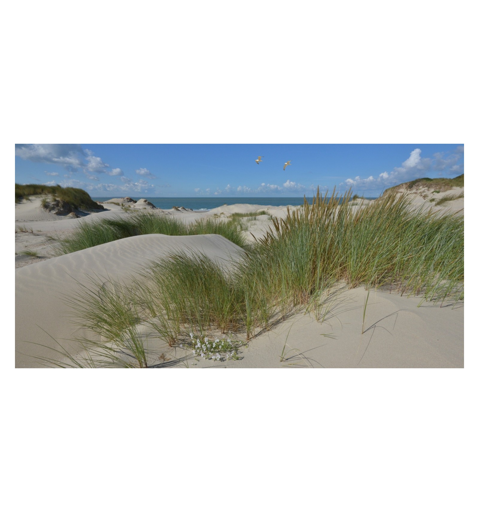 Fotowand duinen Burgh Haamstede. Grote keuze fotobehang zee en strand